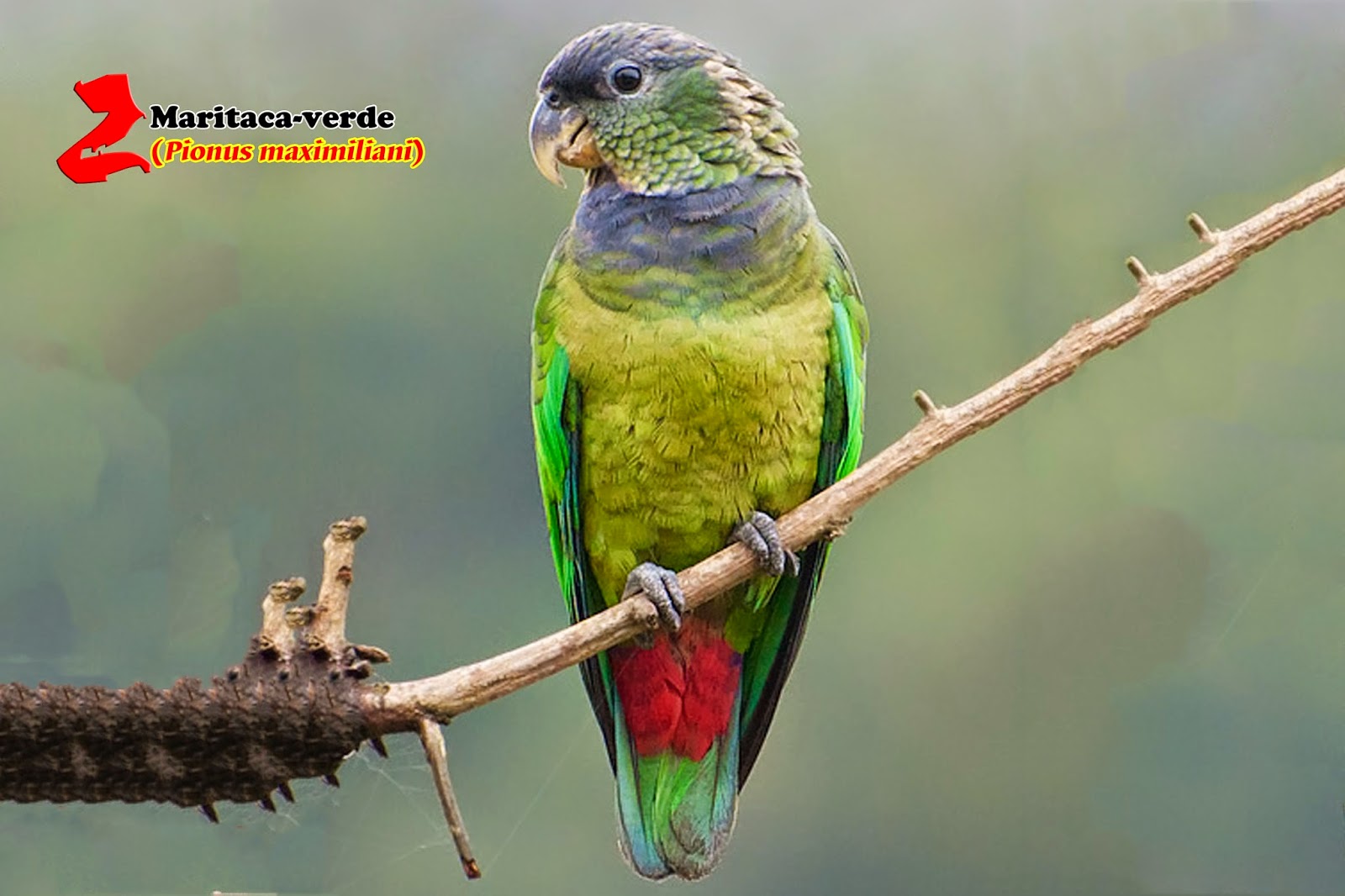 Zoologia: Maritaca-verde (Pionus maximiliani)